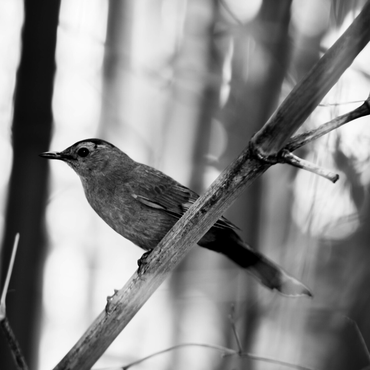 William Bruno | The Independent Photographer