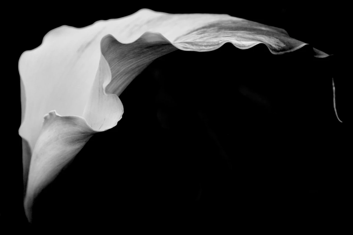 Jennifer Gilmour | The Independent Photographer