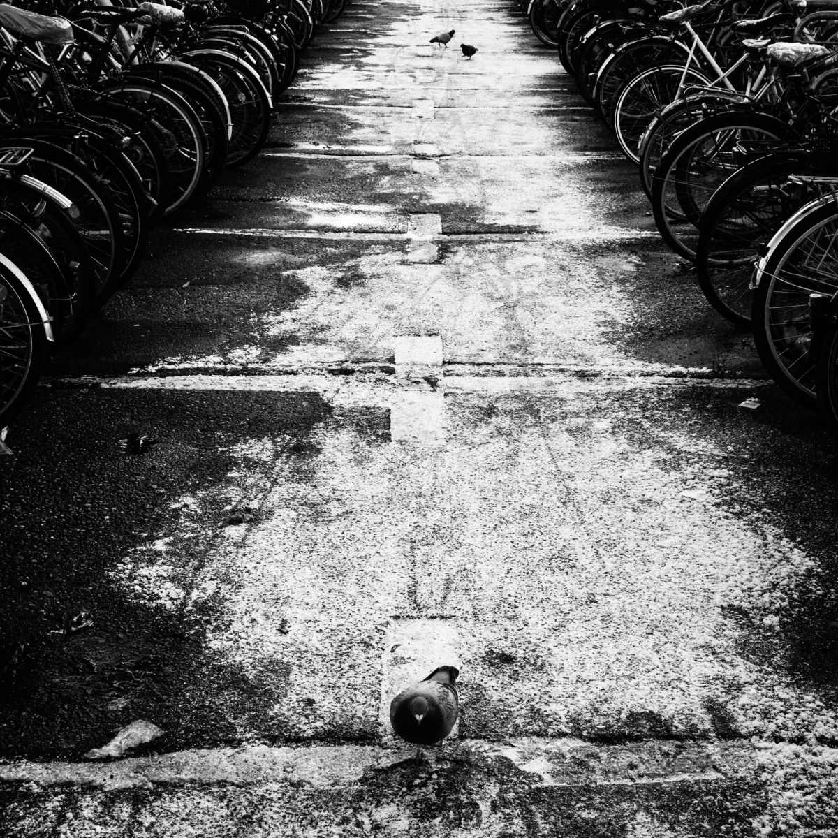 René Greiner | The Independent Photographer