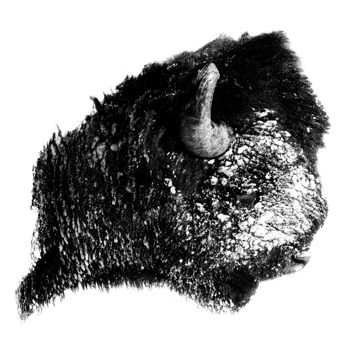 Adam Brophy | The Independent Photographer