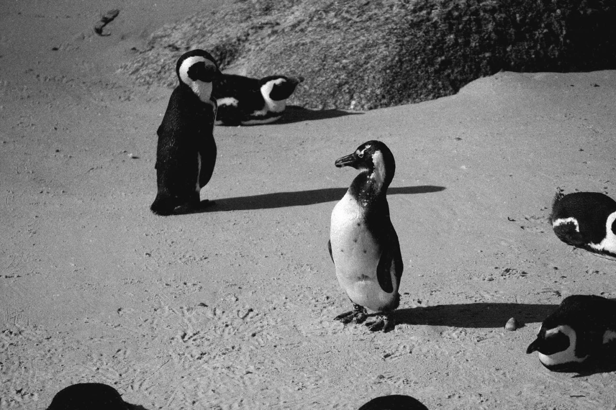 Dimple Patel | The Independent Photographer