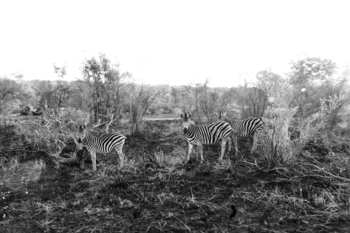 Dimple Patel | The Independent Photographer