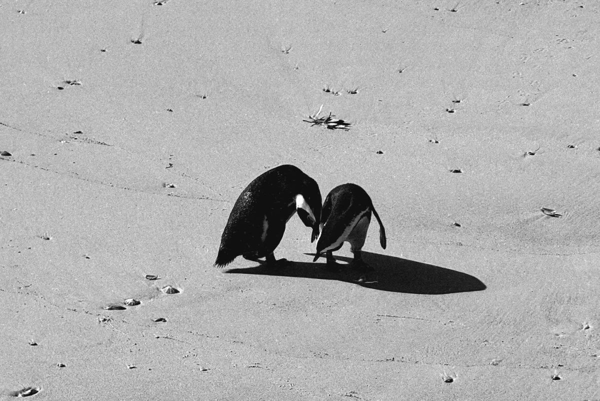 Dimple Patel | The Independent Photographer