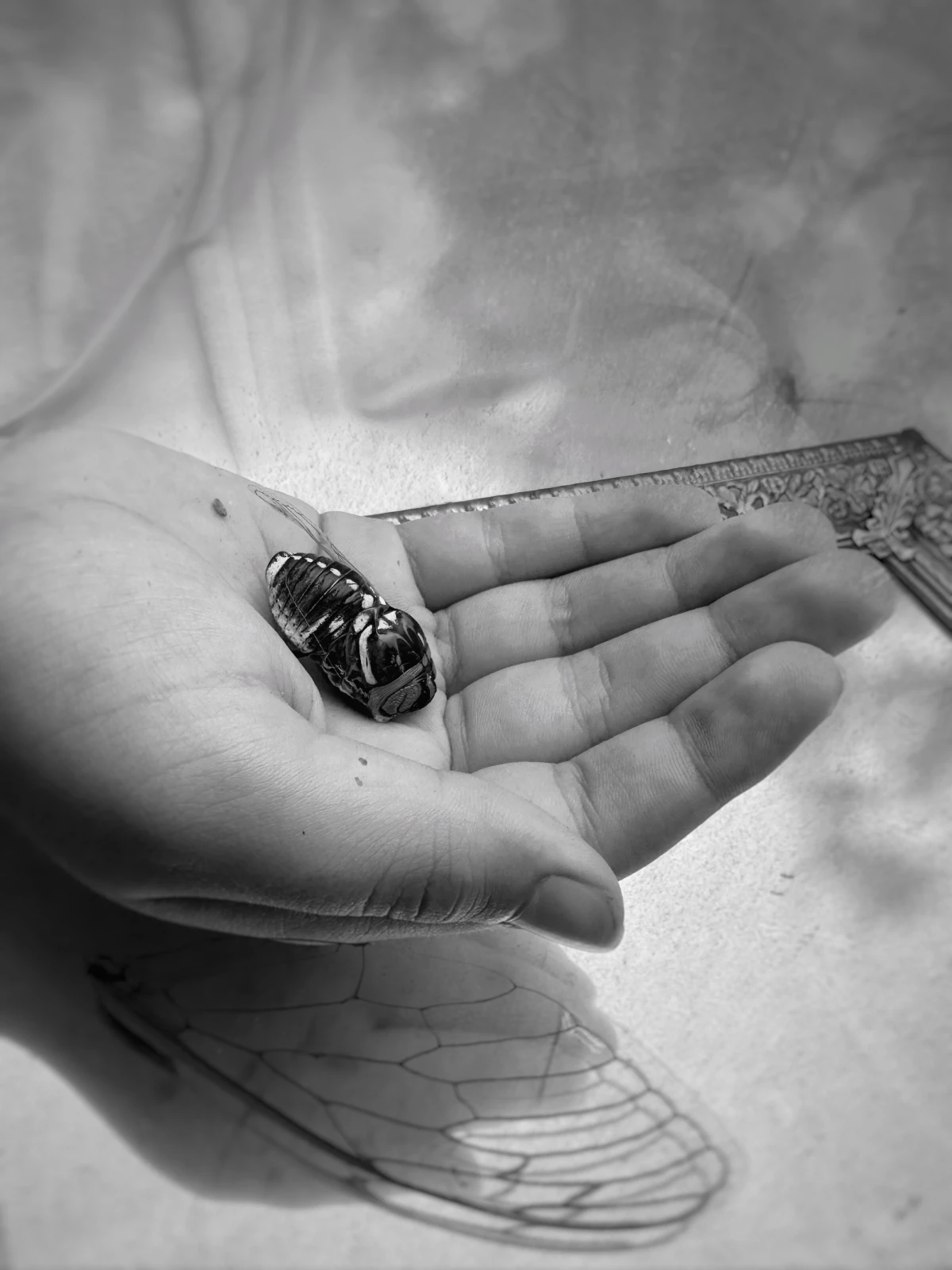 Tonya Russell | The Independent Photographer