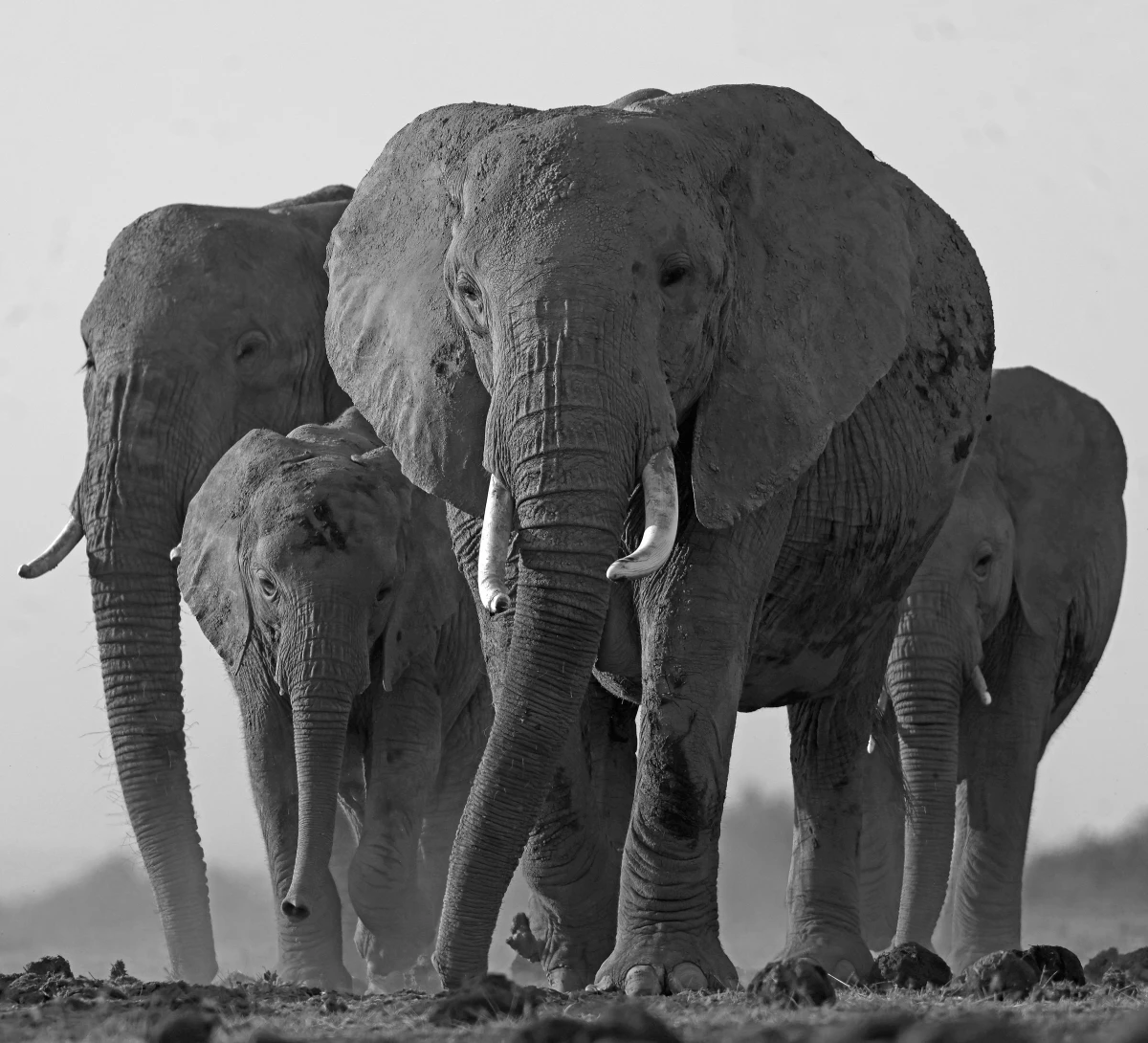 Anthony Goldman | The Independent Photographer