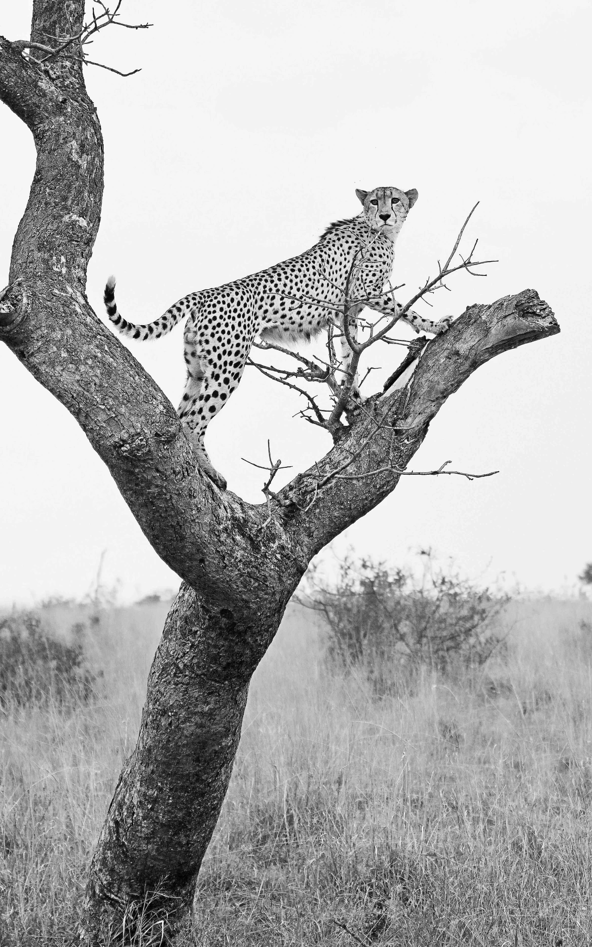 Anthony Goldman | The Independent Photographer