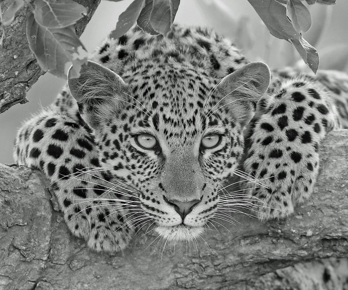 Anthony Goldman | The Independent Photographer