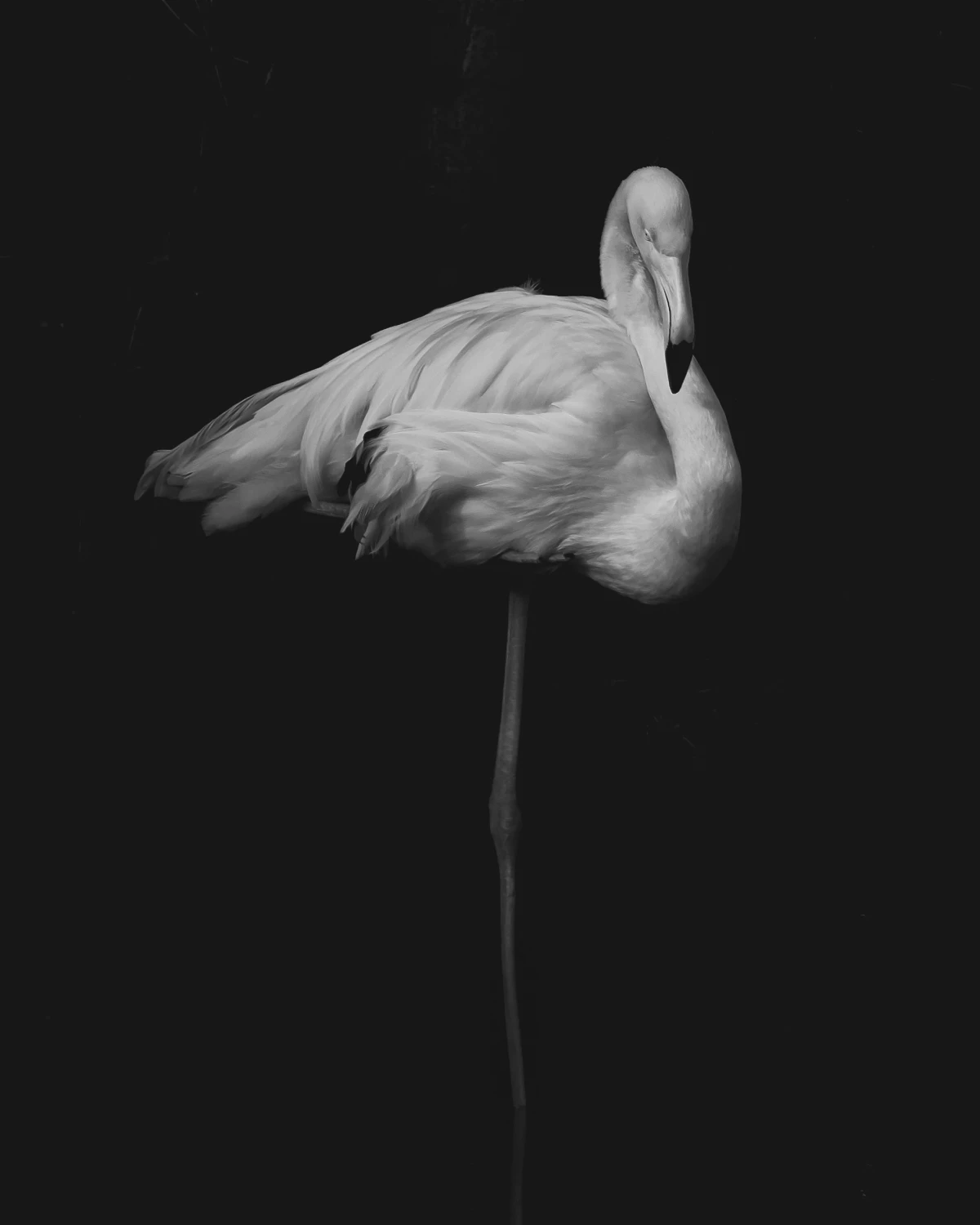 Alain Mouton | The Independent Photographer