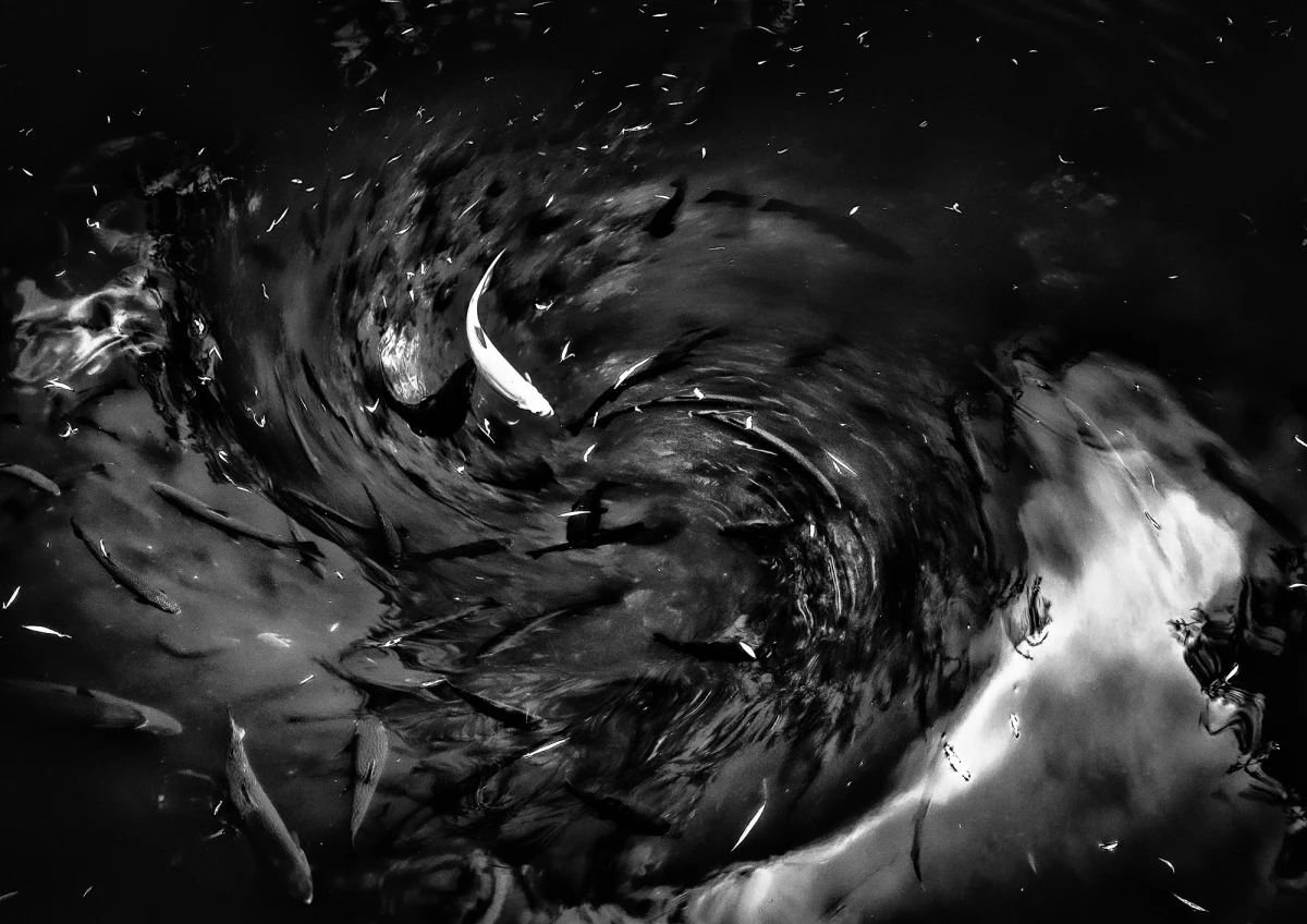 Josip Miskovic | The Independent Photographer