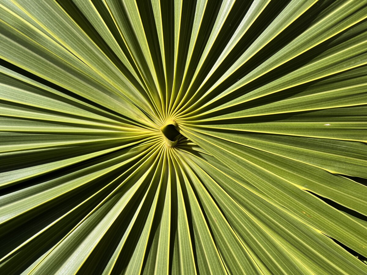 Raymond Testa | The Independent Photographer