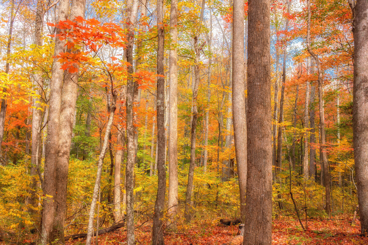 Kamala Raghavan | The Independent Photographer