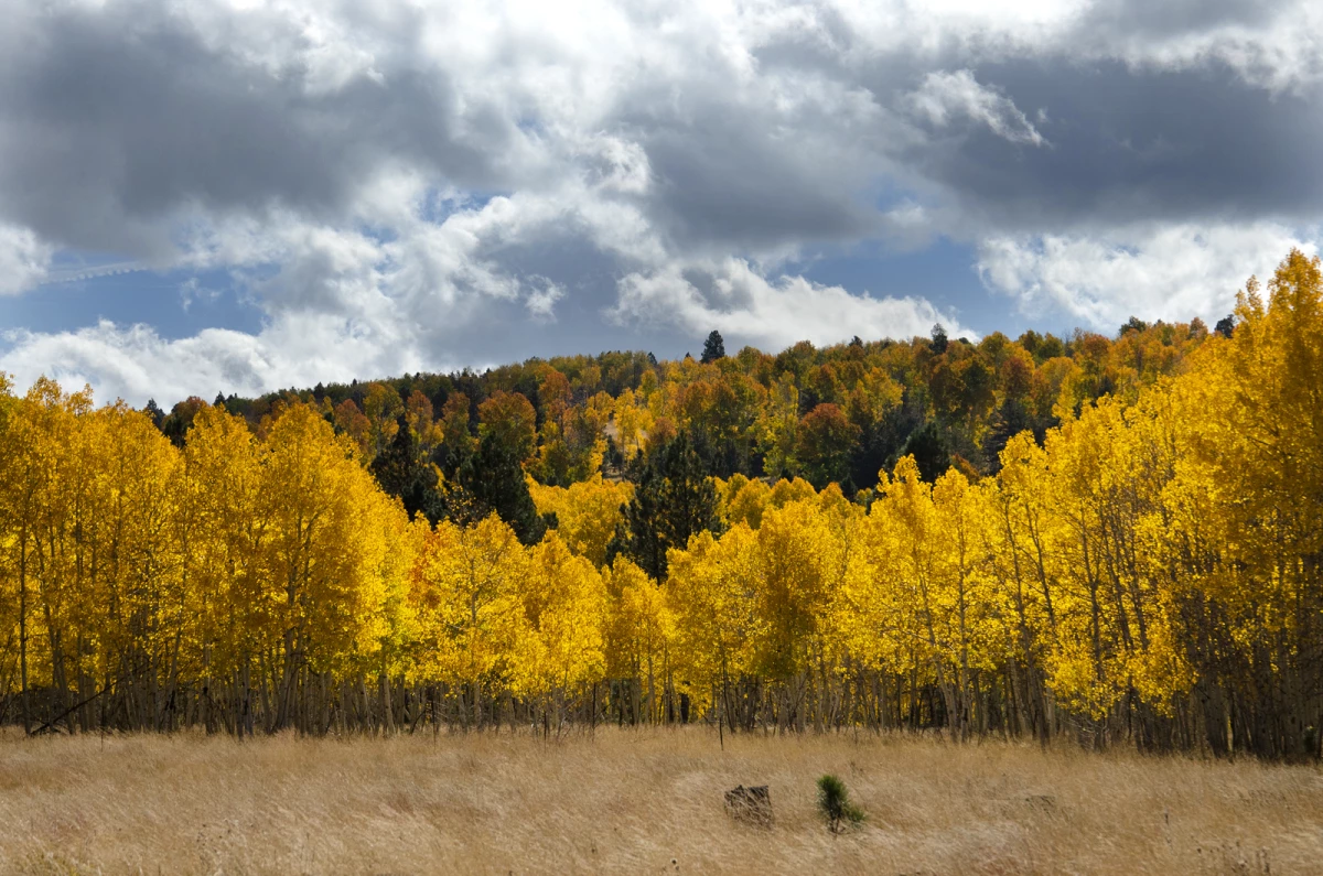 Hal Tretbar | The Independent Photographer