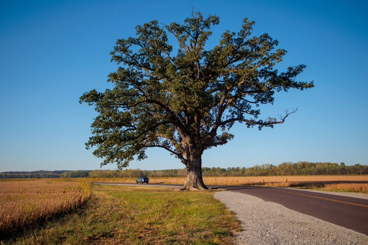 Levi Olson | The Independent Photographer