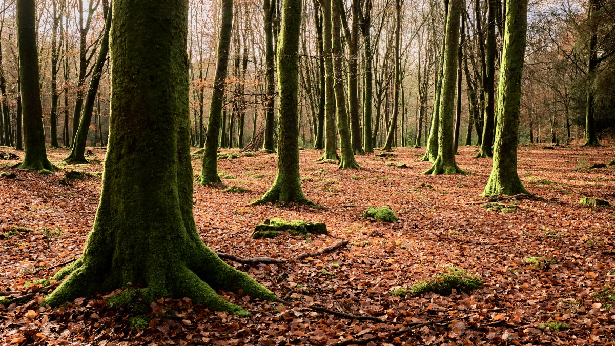 Ethan Fraser | The Independent Photographer