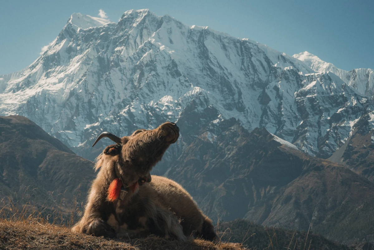 Felipe Yáñez | The Independent Photographer