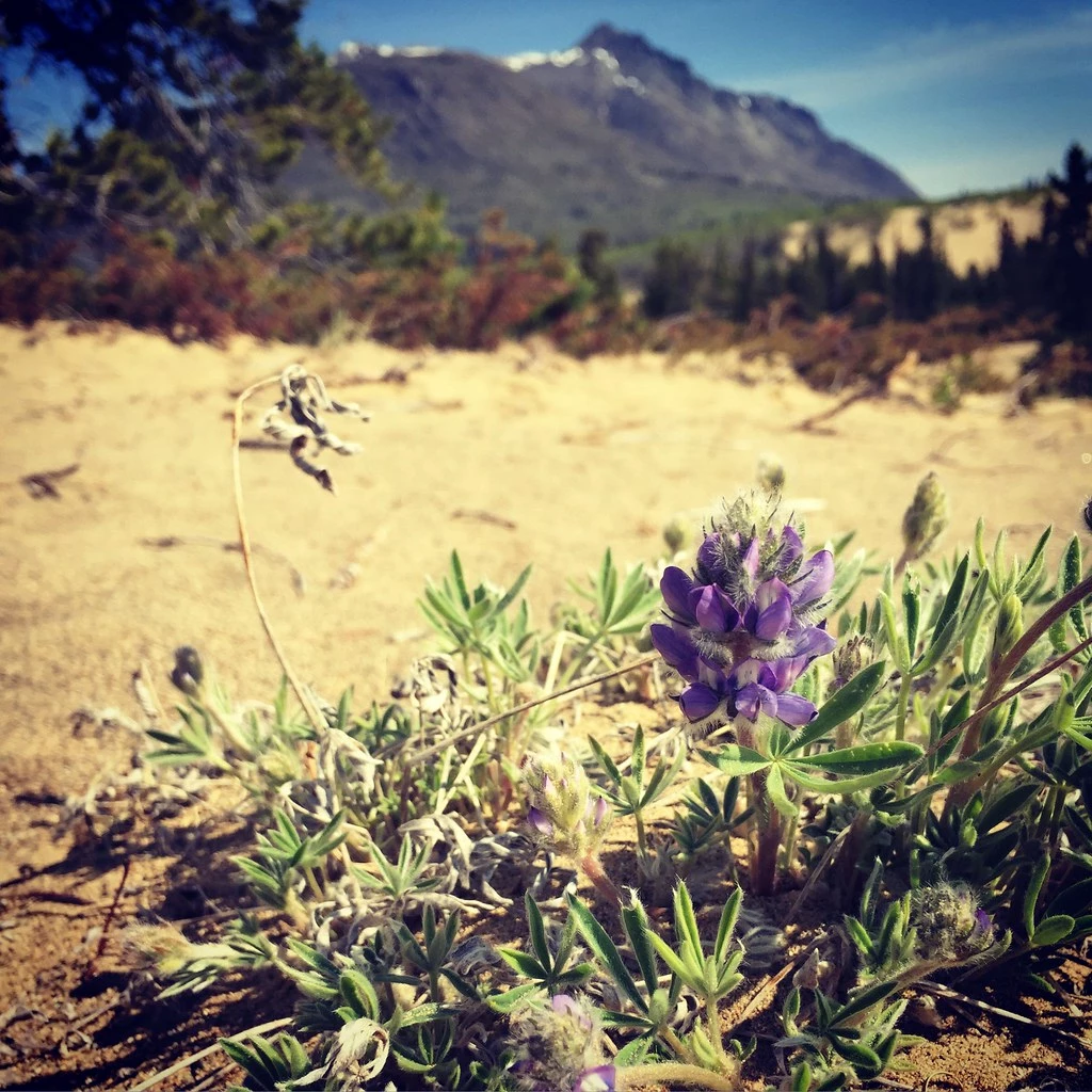 Liz Hargreaves | The Independent Photographer