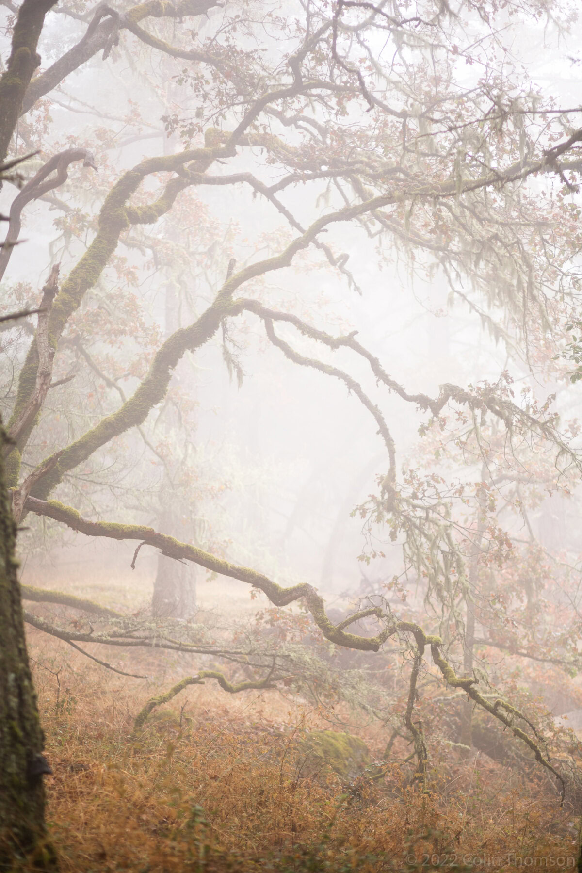 Colin Thomson | The Independent Photographer Colin Thomson | The Independent Photographer