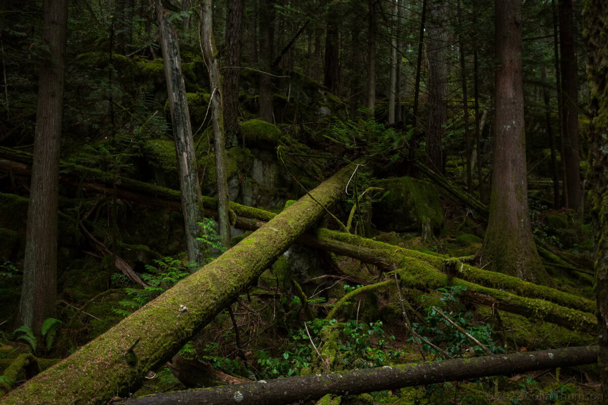 Colin Thomson | The Independent Photographer