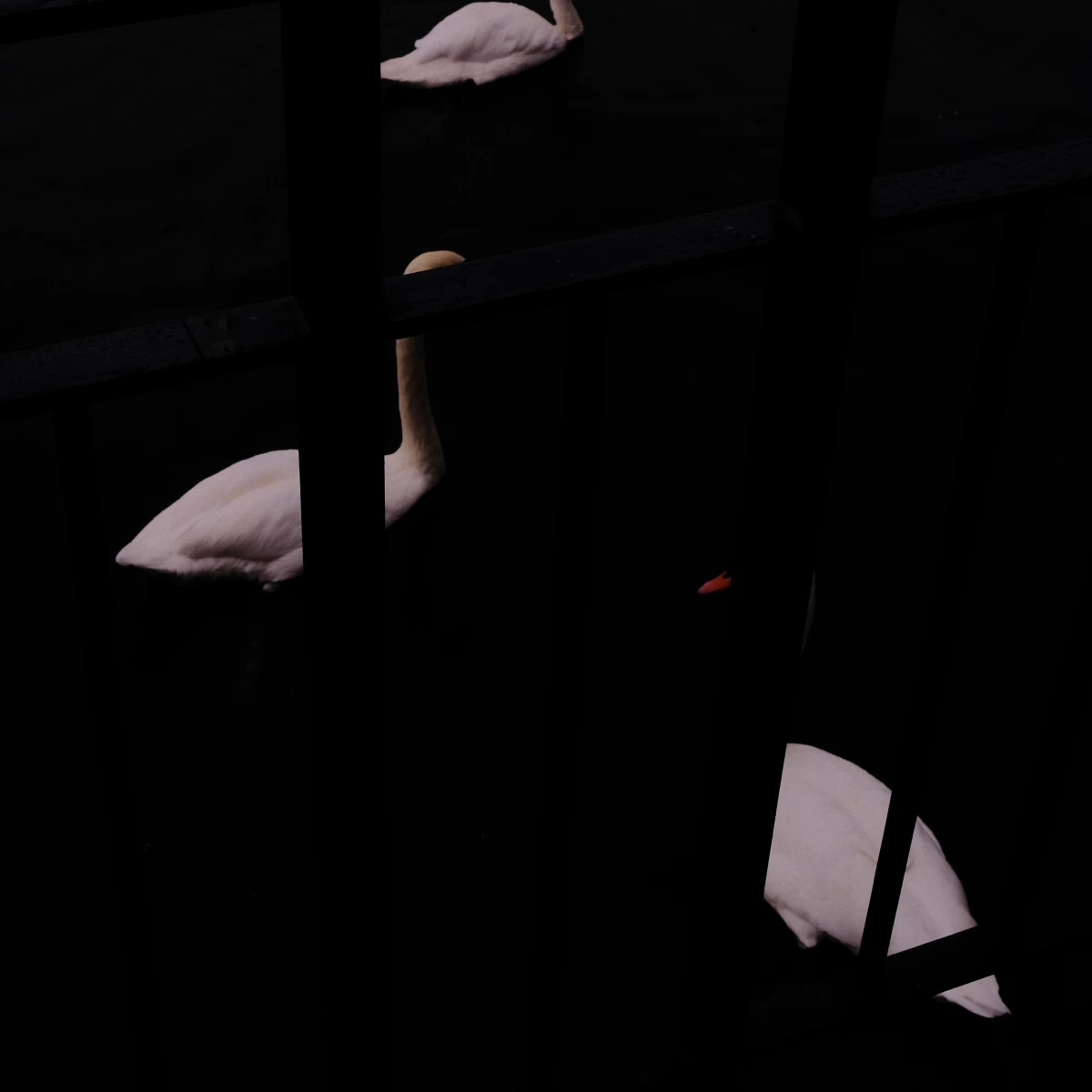 Theodore Park | The Independent Photographer