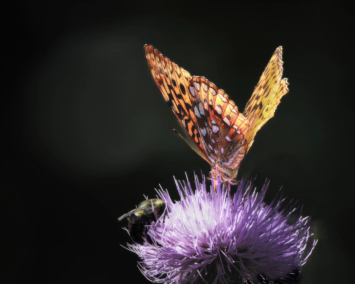 Gary Friedlander | The Independent Photographer