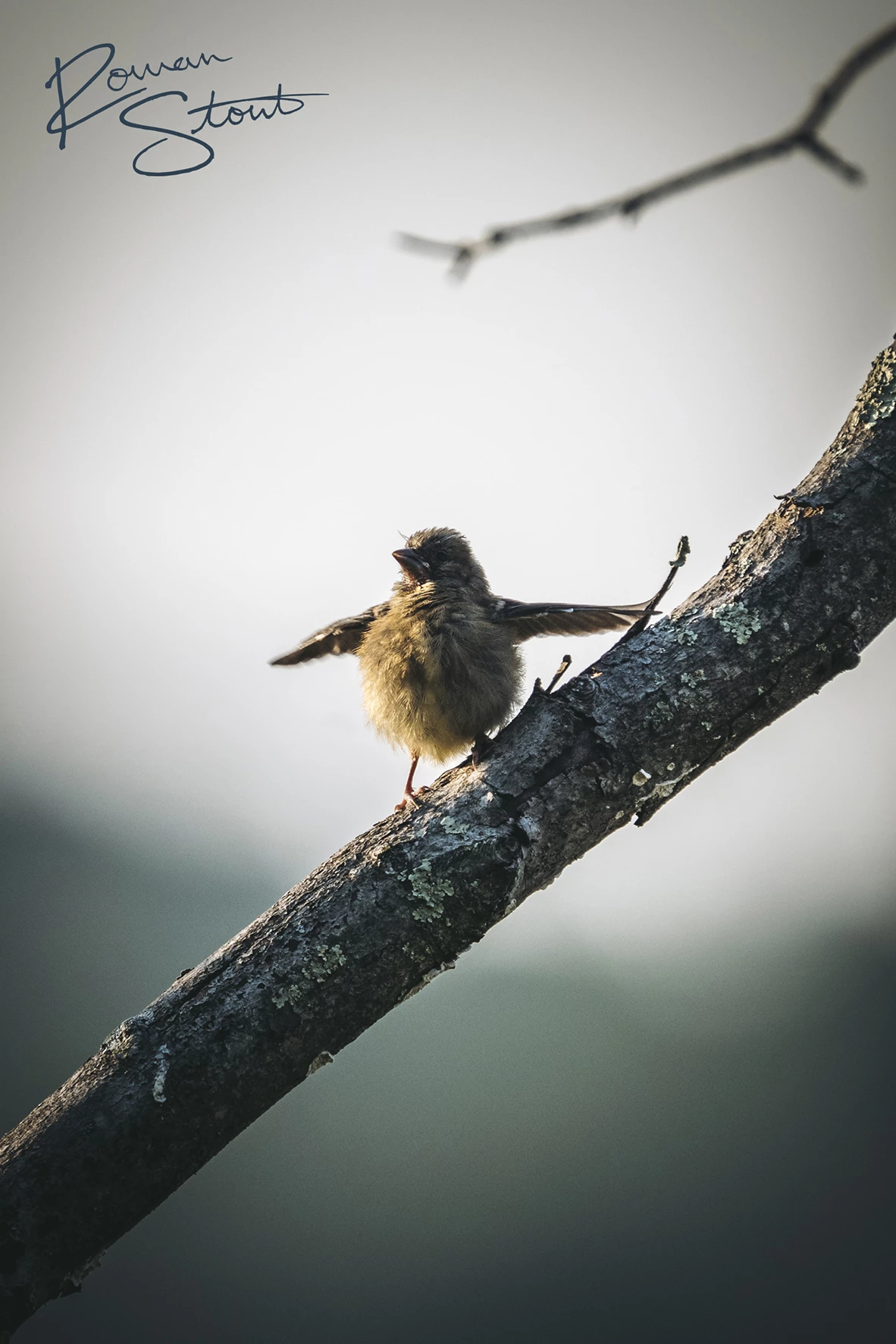 Rowan Stout | The Independent Photographer