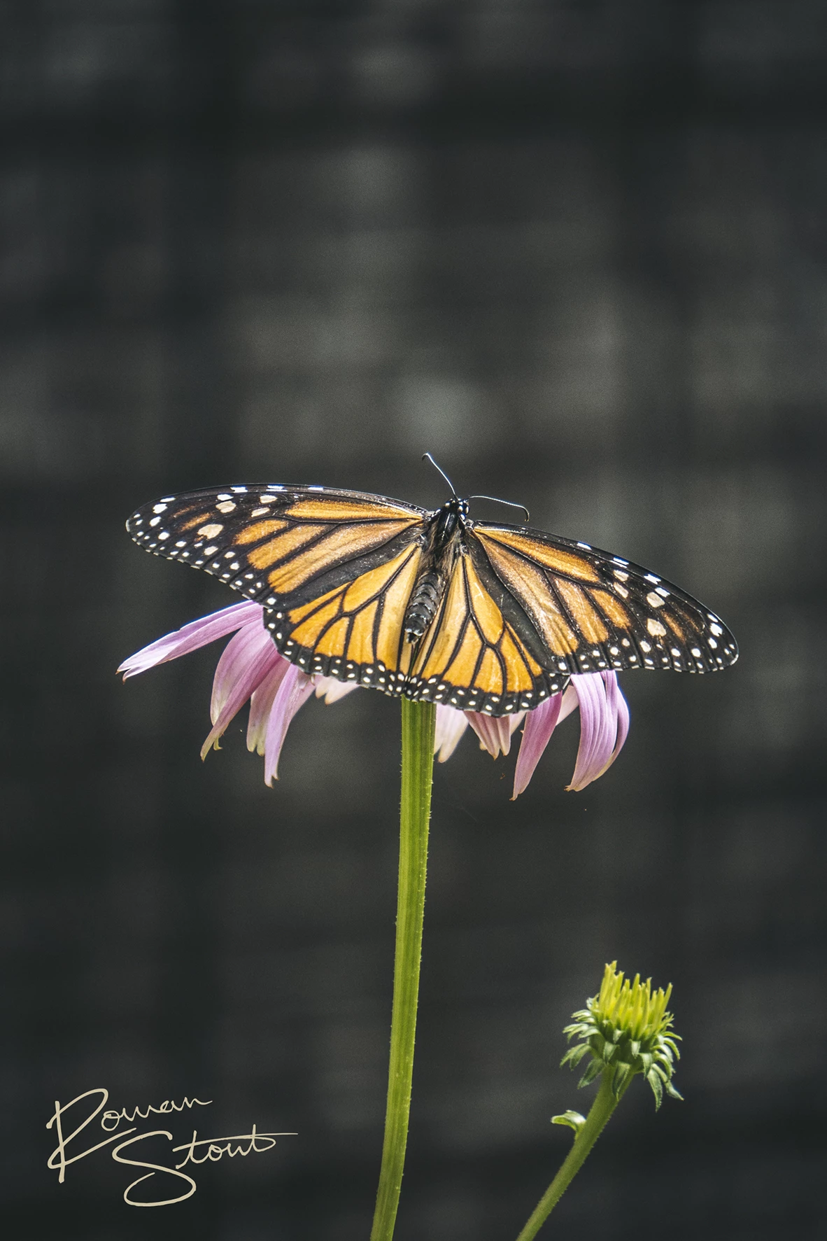 Rowan Stout | The Independent Photographer