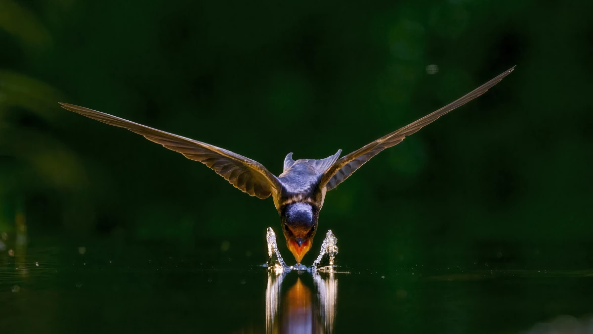 Bence Mate | The Independent Photographer