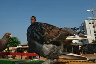 agus ibrahim | The Independent Photographer