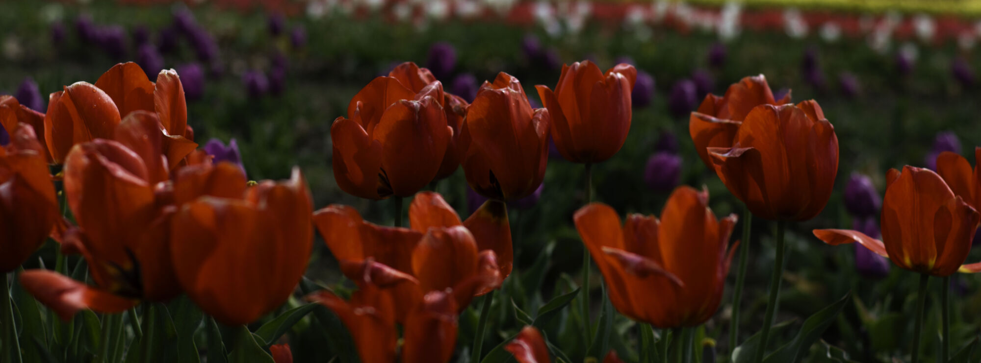 Danielle Cook | The Independent Photographer