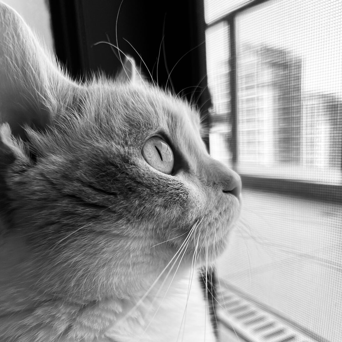 Yimo Chen | The Independent Photographer