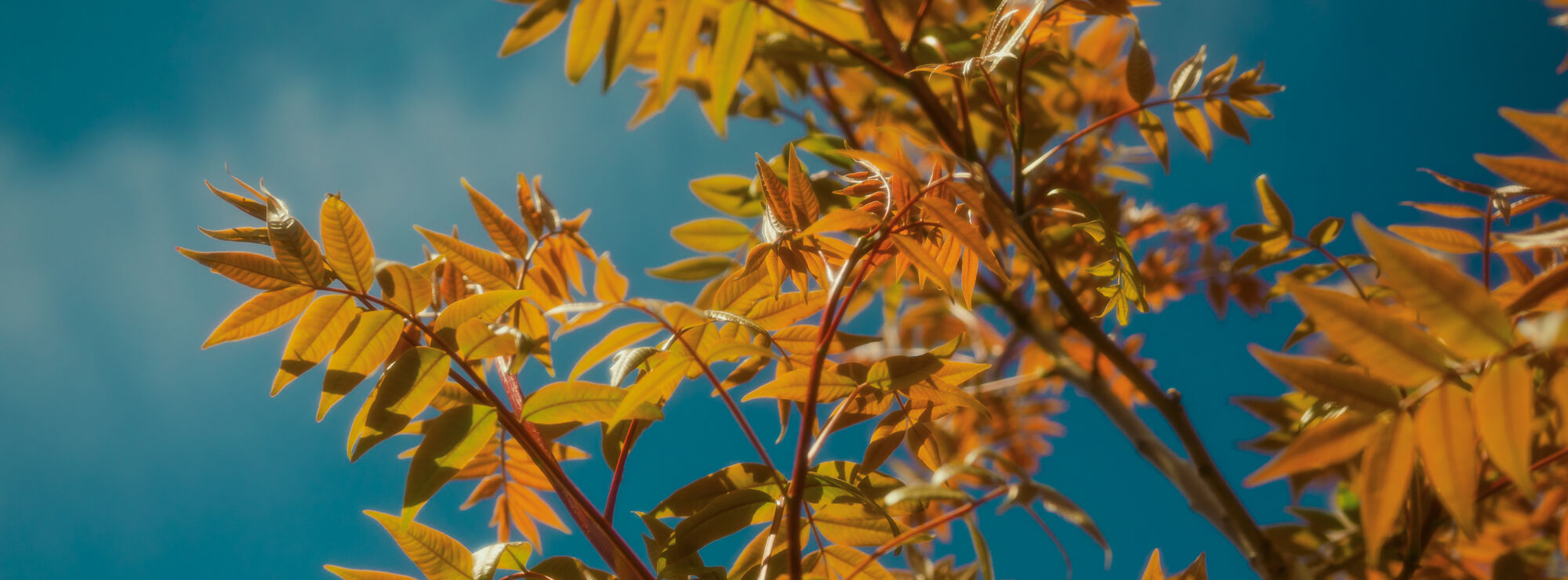 Matthew Leib | The Independent Photographer