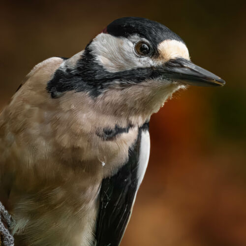 Lance Chennault | The Independent Photographer